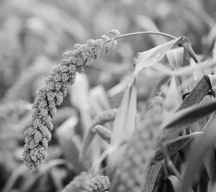 Orthomol Hair Intense – Innere Stärke für schönes Haar